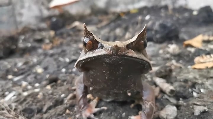 Los 4 bichos mas raros que he visto esta semana ⋆ NATURAL FRANK