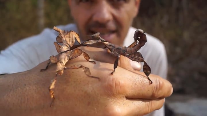Un chuchimuripundi, mariposas dándole y un bicho feo ⋆ NATURAL FRANK