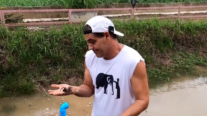 Una tarantula nadadora ⋆ NATURAL FRANK