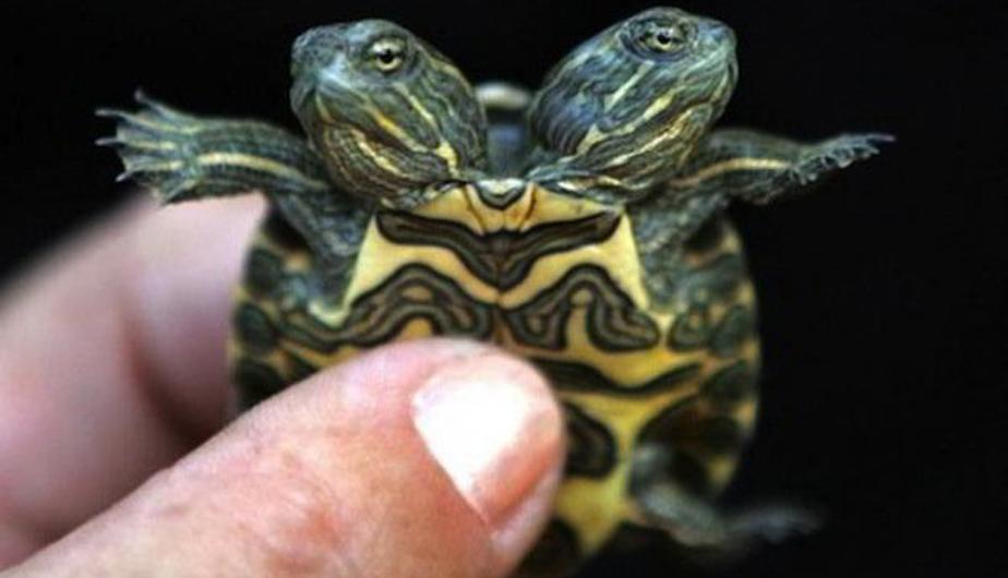 Los 5 bichos mas raros que he tocado 2 ⋆ NATURAL FRANK